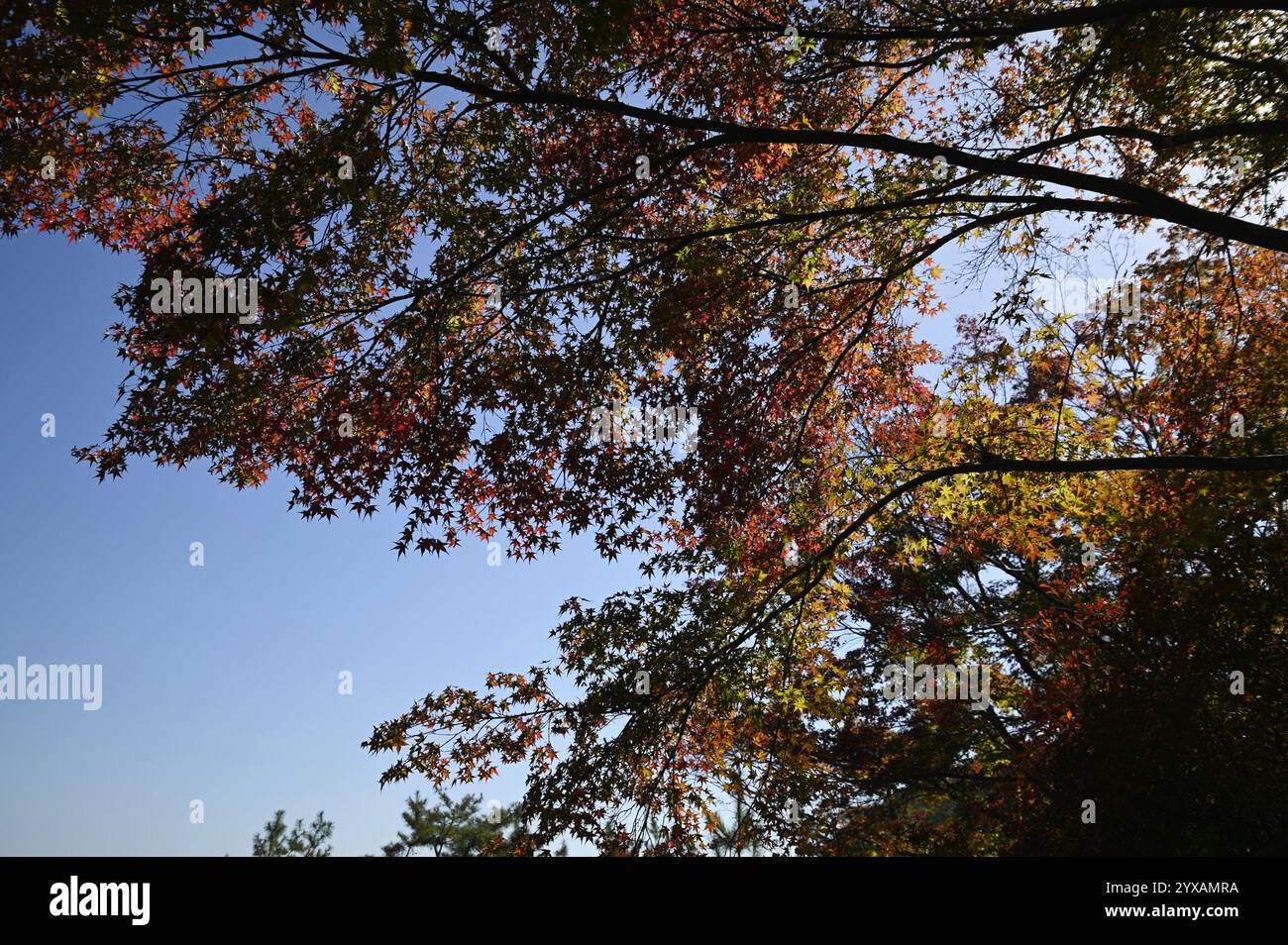 Maple trees autumn foliage on the grounds of Tenryū-ji Temple in ...