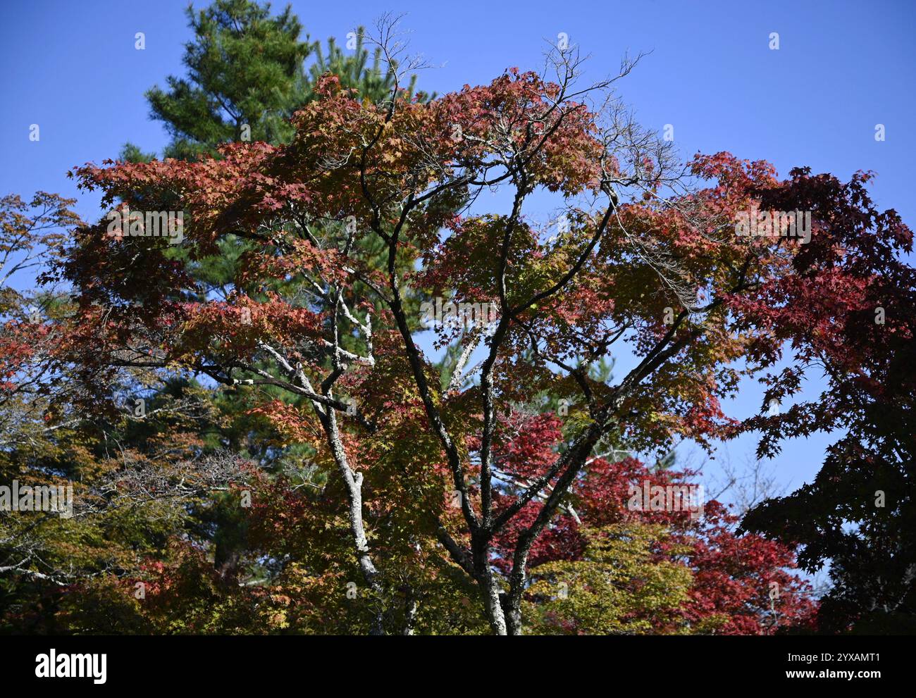 Maple trees autumn foliage on the grounds of Tenryū-ji Temple in ...