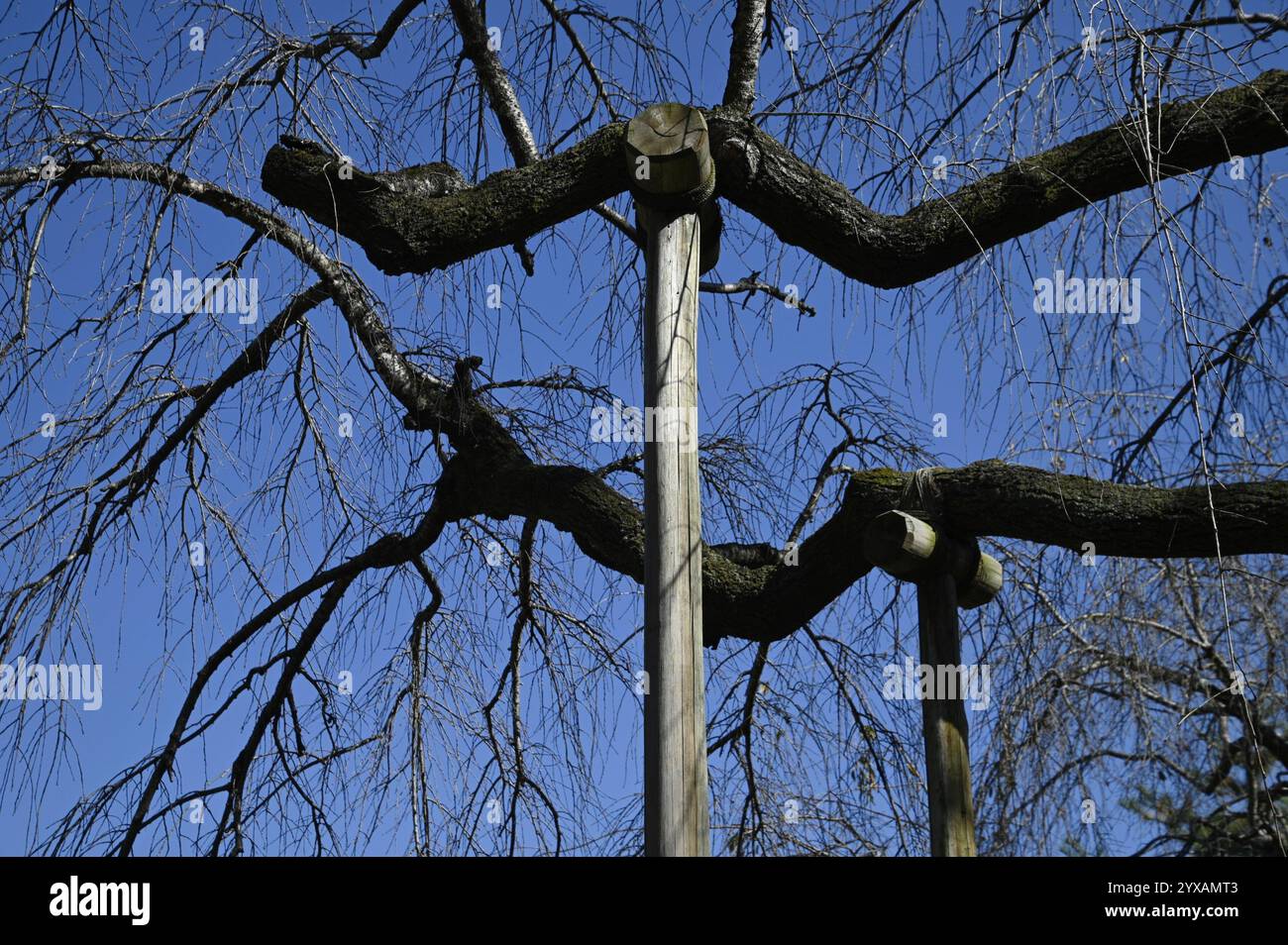 Japanese tree support known as Yukitsuri a technique for preserving ...