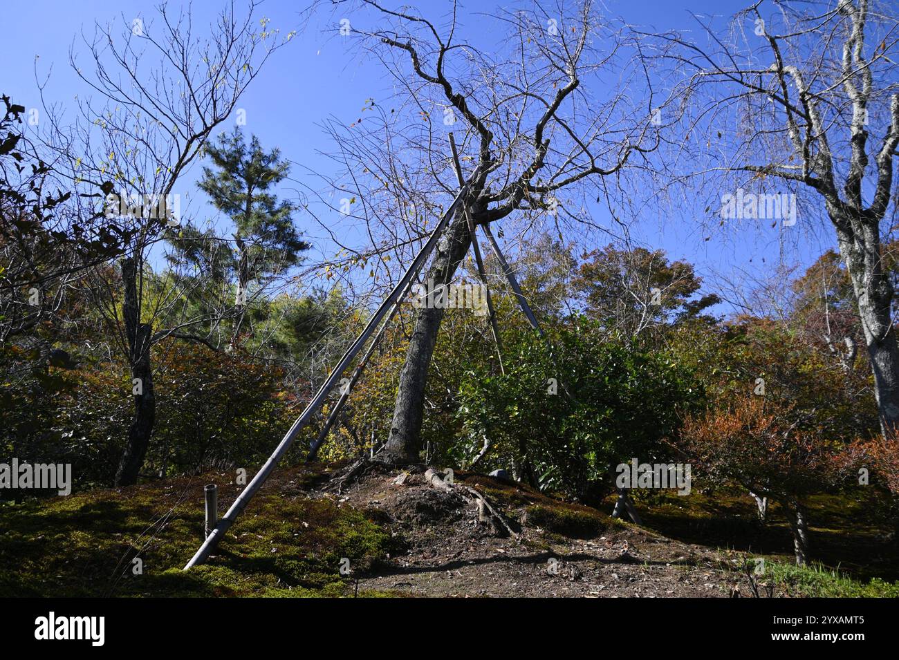 Japanese tree support known as Yukitsuri a technique for preserving ...