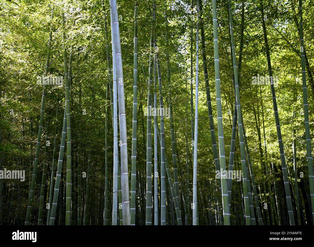 Natural landscape with scenic view of Arashiyama Bamboo Grove in Kyoto ...