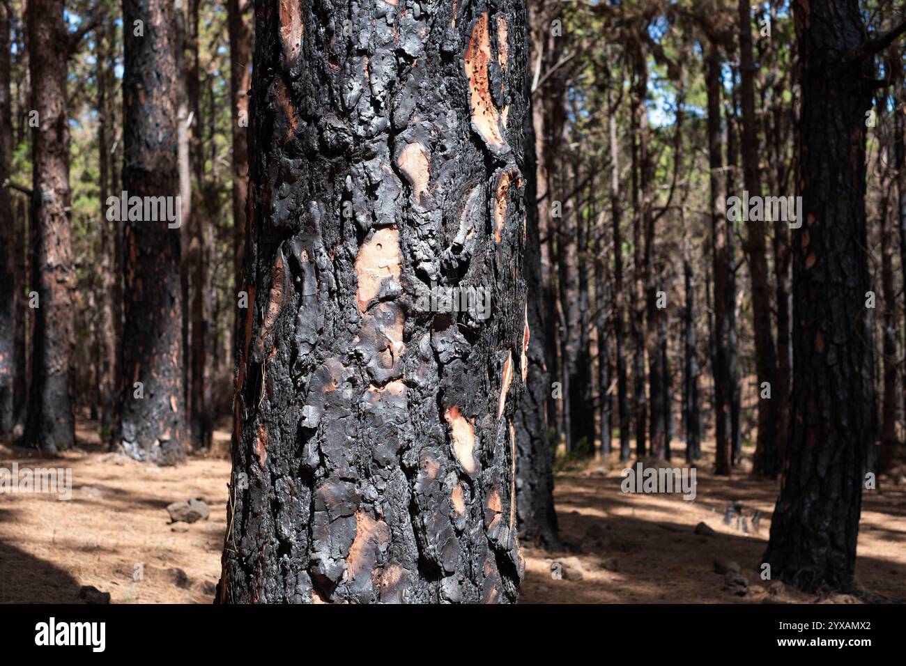 charred tree, burned trees in forest after fire Stock Photo - Alamy
