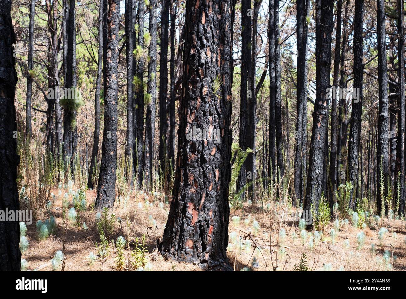 burned trees in forest after fire, charred pine tree Stock Photo - Alamy