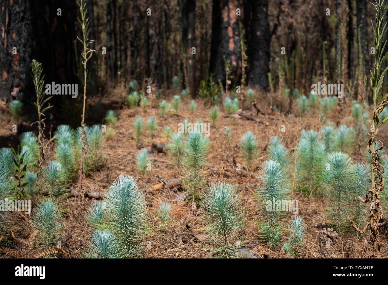 young trees, tree seedlings in forest - burned pine forest Stock Photo ...
