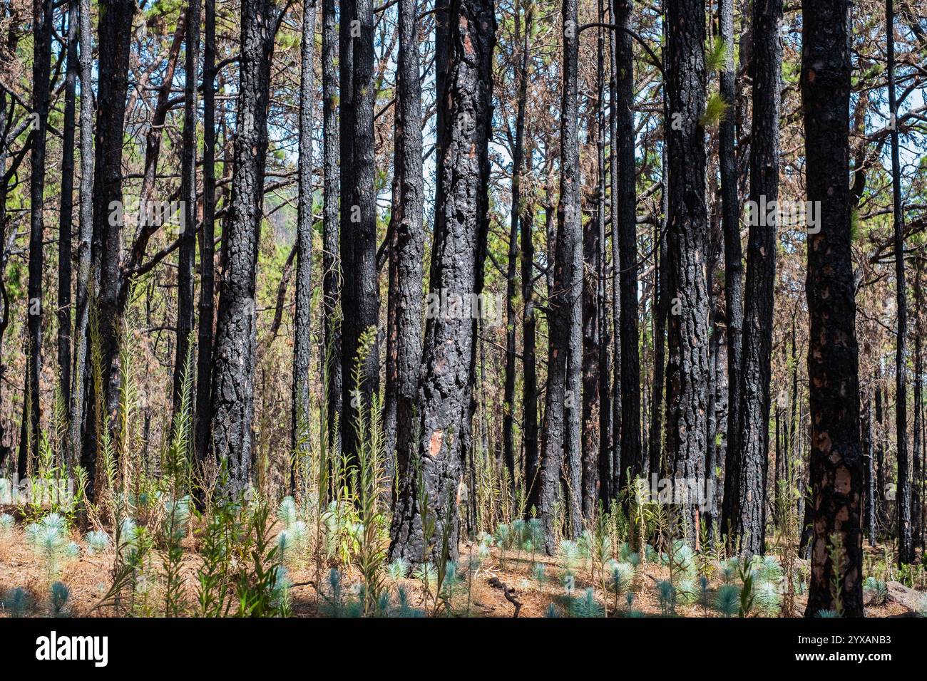 burned trees in forest after fire, charred pine tree Stock Photo - Alamy