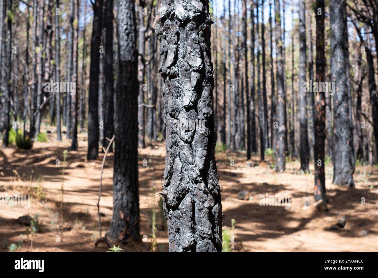 charred tree, burned trees in forest after fire in Tenerife Stock Photo ...