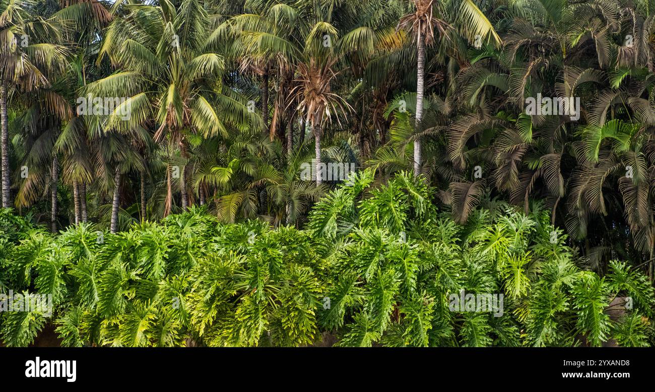 Palm trees texture in tropical hi-res stock photography and images - Alamy