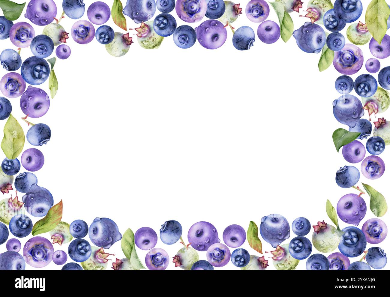 Blueberry blackberry, hand drawn in watercolor, group of scattered ripe ...