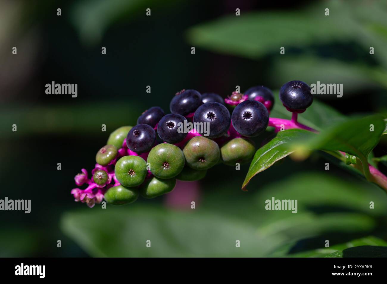 Phytolacca americana decandra, also known as American pokeweed, pokeweed, poke sallet ...