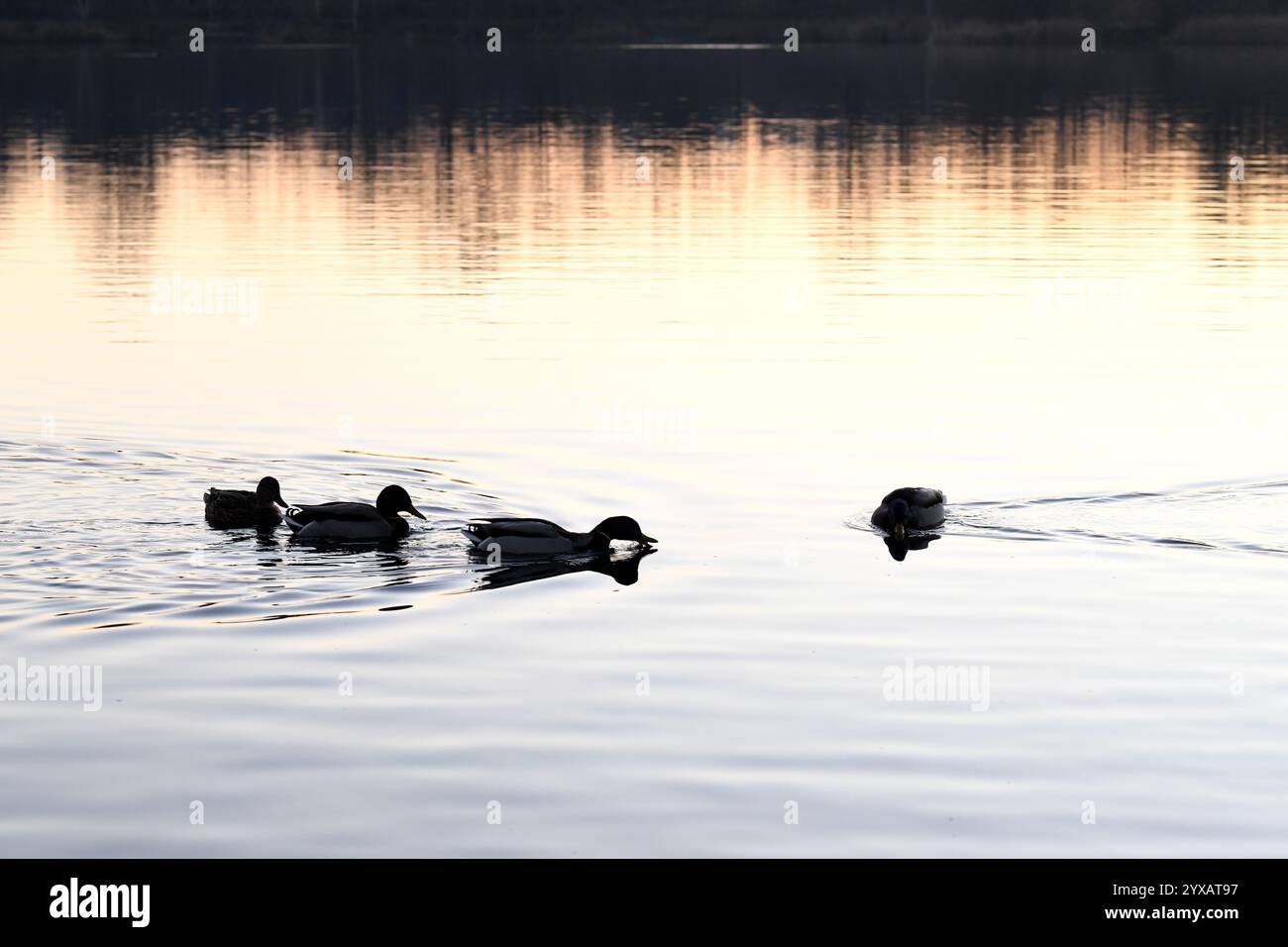 Group ducks swimming on water hi-res stock photography and images - Alamy