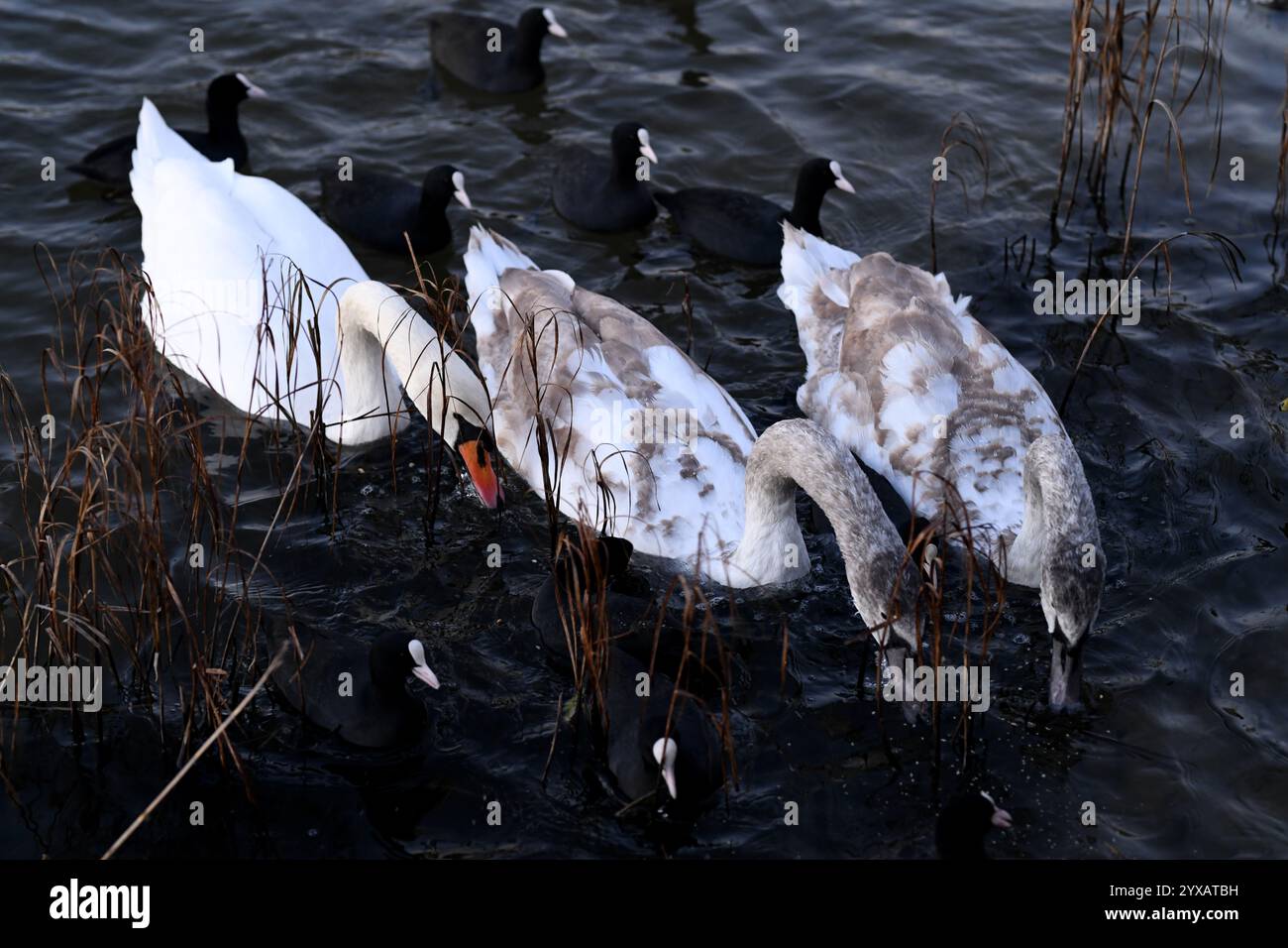Three swans move smoothly on the water surface Stock Photo - Alamy