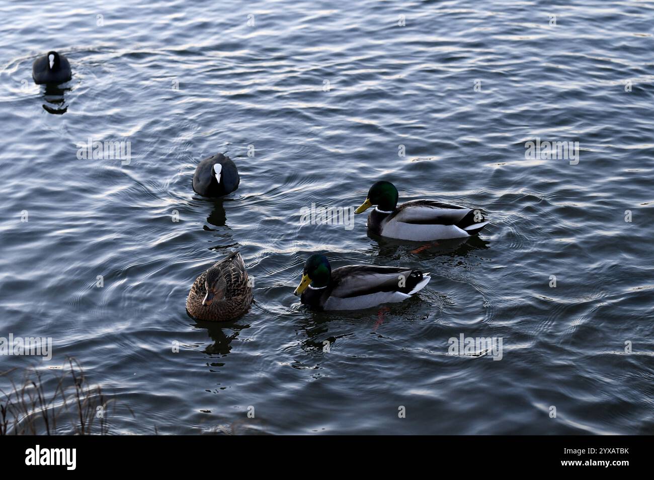 A group of ducks swims on the calm surface of the water Stock Photo - Alamy