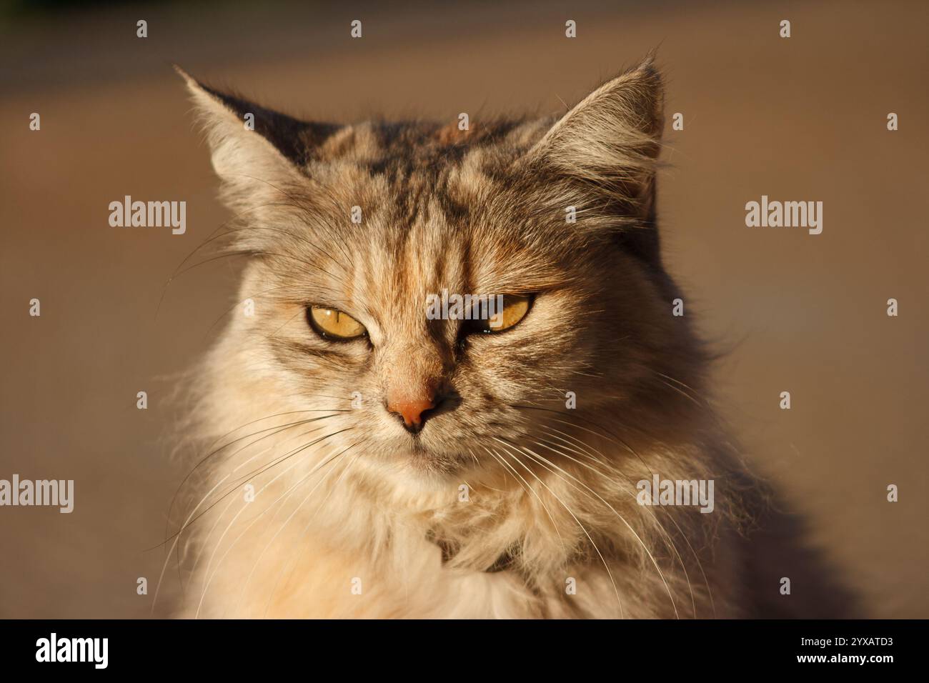 Grey ginger female cat hi-res stock photography and images - Alamy