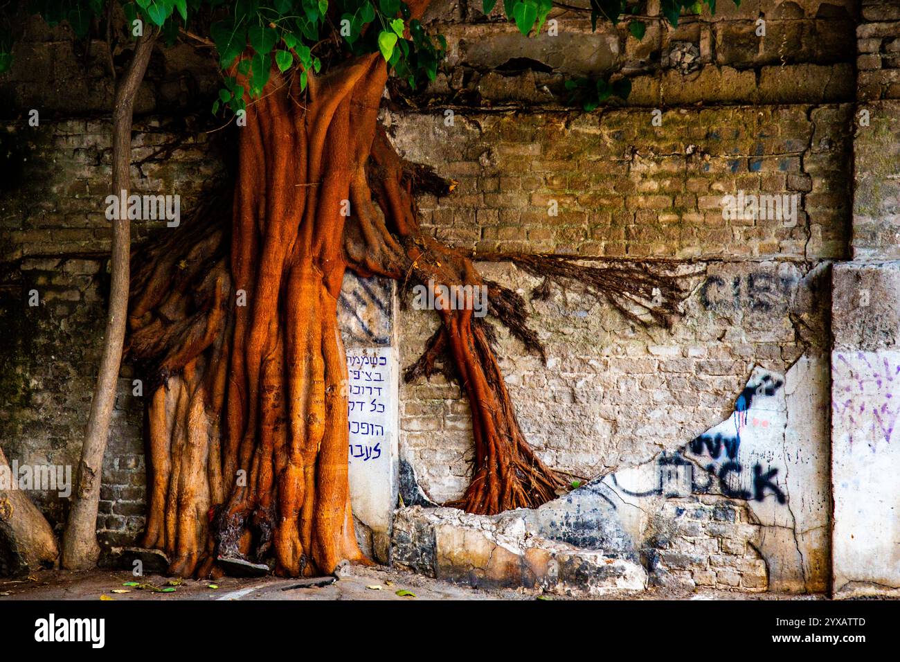 Roots of Resilience Stock Photo - Alamy