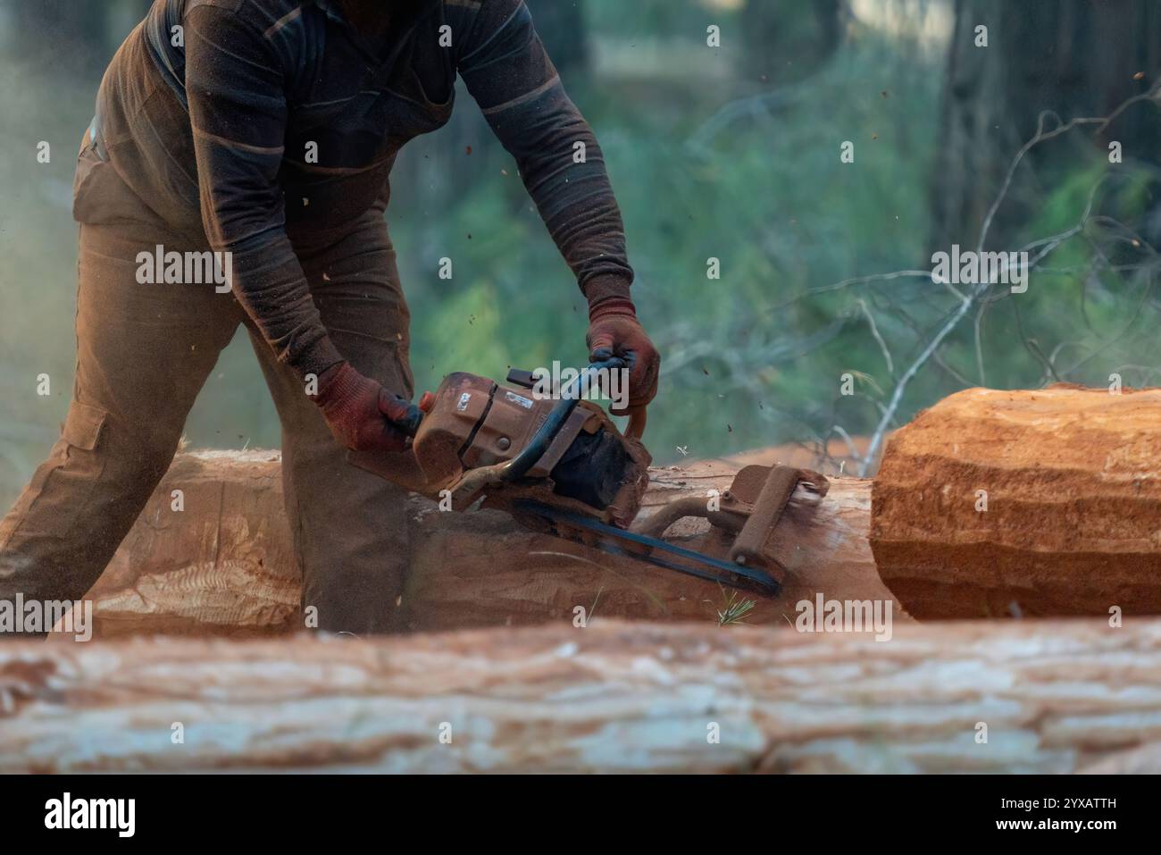 A forestry worker trims a tree in the forest Stock Photo - Alamy