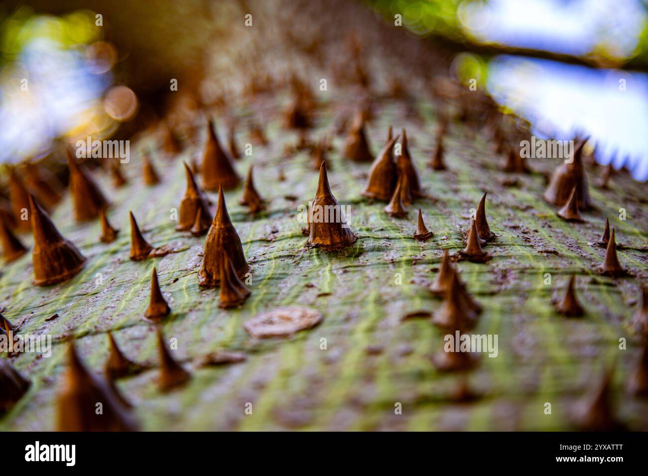 Natures armor hi-res stock photography and images - Alamy