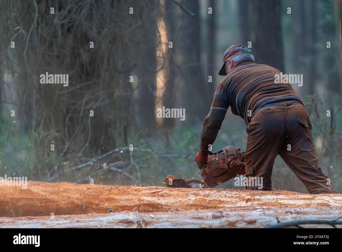 A forestry worker trims a tree in the forest Stock Photo - Alamy