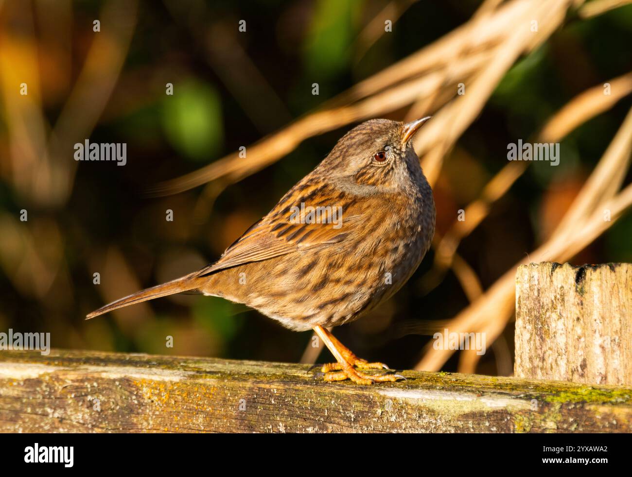 The Dunnock or Hedge Sparrow is a shy bird that feeds mainly on the ...