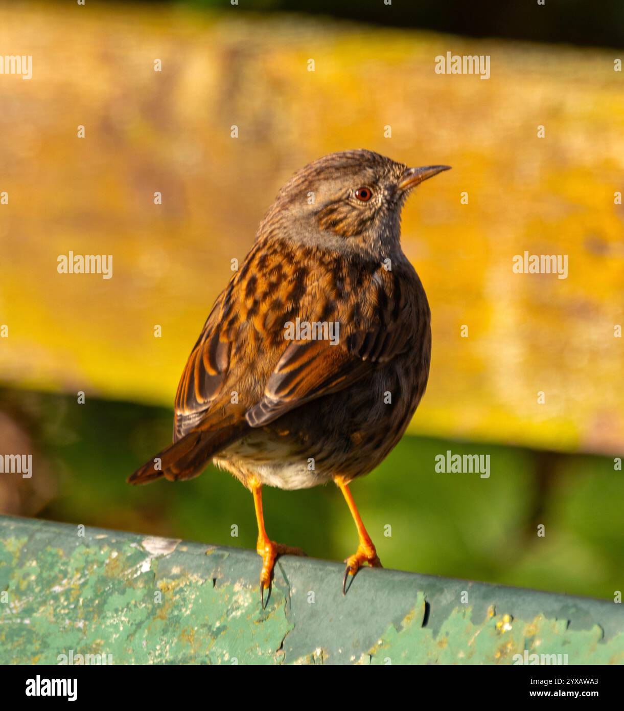 The Dunnock or Hedge Sparrow is a shy bird that feeds mainly on the ...