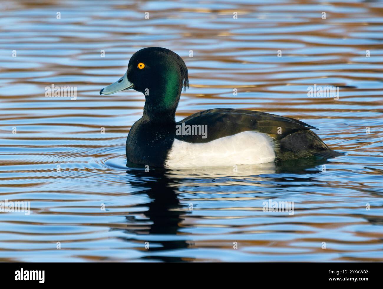 The Tufted Duck is the commonest of the diving duck family in UK. They ...