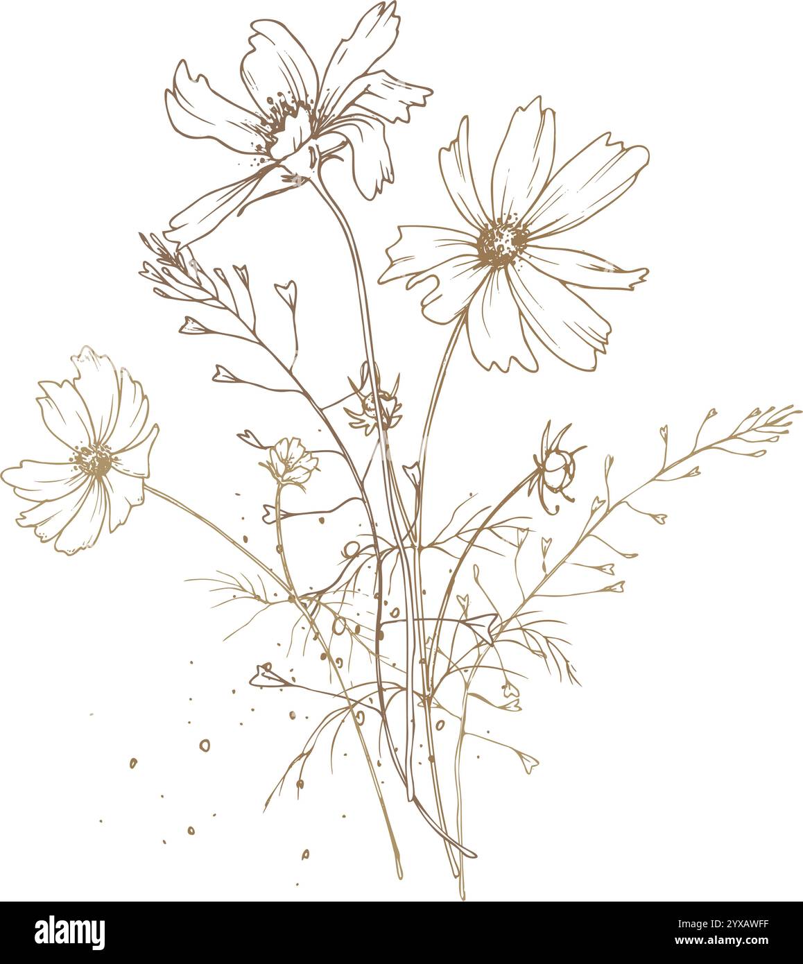 Bipinnatus in flower Stock Vector Images - Alamy