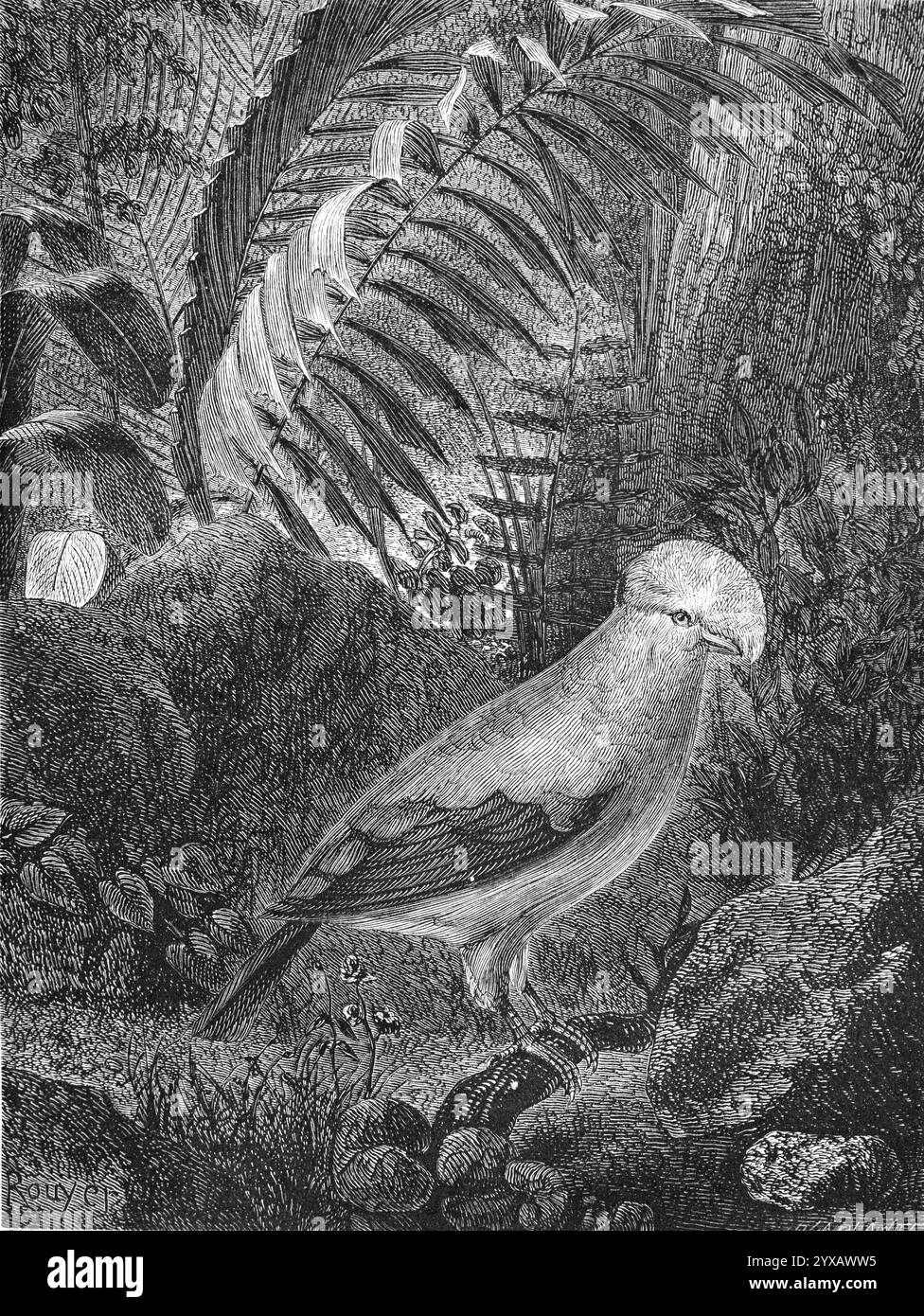 Andean cock-of-the-rock, Rupicola peruvianus, also known as Tunki ...