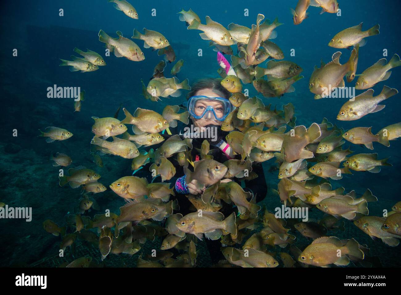 Female scuba diver feeding a school of bluegill fish, Blue Grotto ...