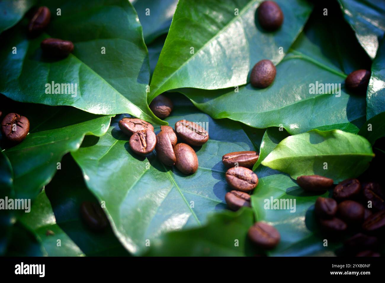 Roasted coffee beans on a fresh green coffee leaf background Stock ...