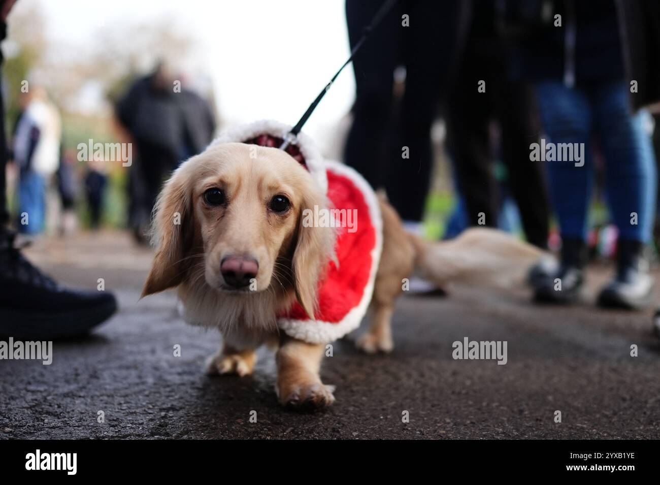 Dachshunds at the annual Hyde Park Sausage Walk in London, as dachshunds and their owners meet ...
