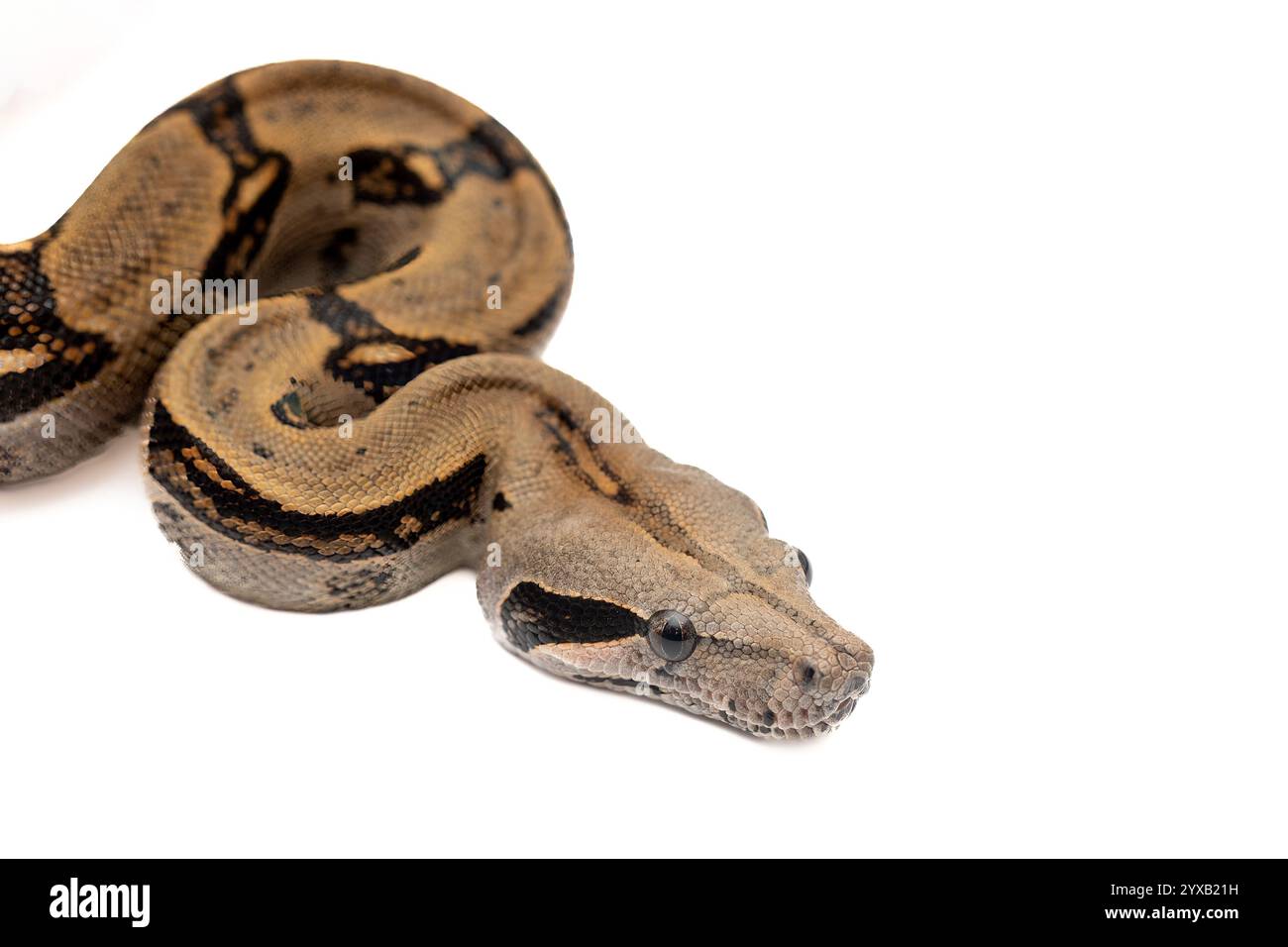 Costa Rica Boa Constrictor Isolated on White Background - Exotic ...