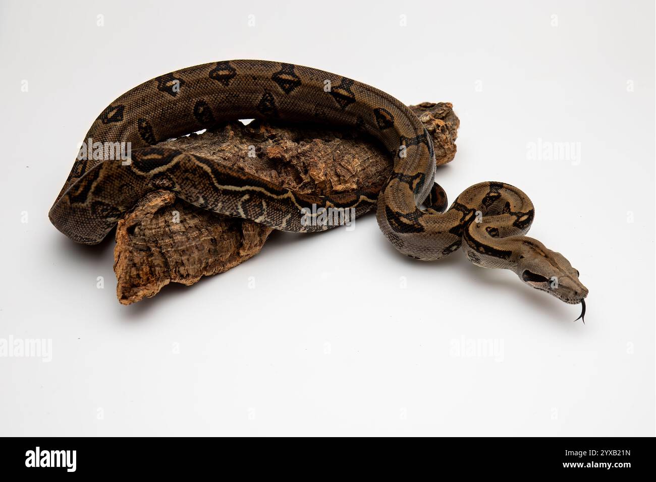 Costa Rica Boa Constrictor Isolated on White Background - Exotic ...