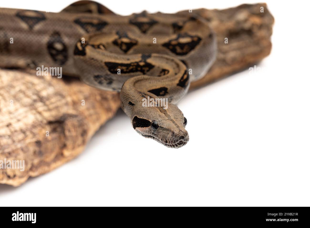 Costa Rica Boa Constrictor Isolated on White Background - Exotic ...