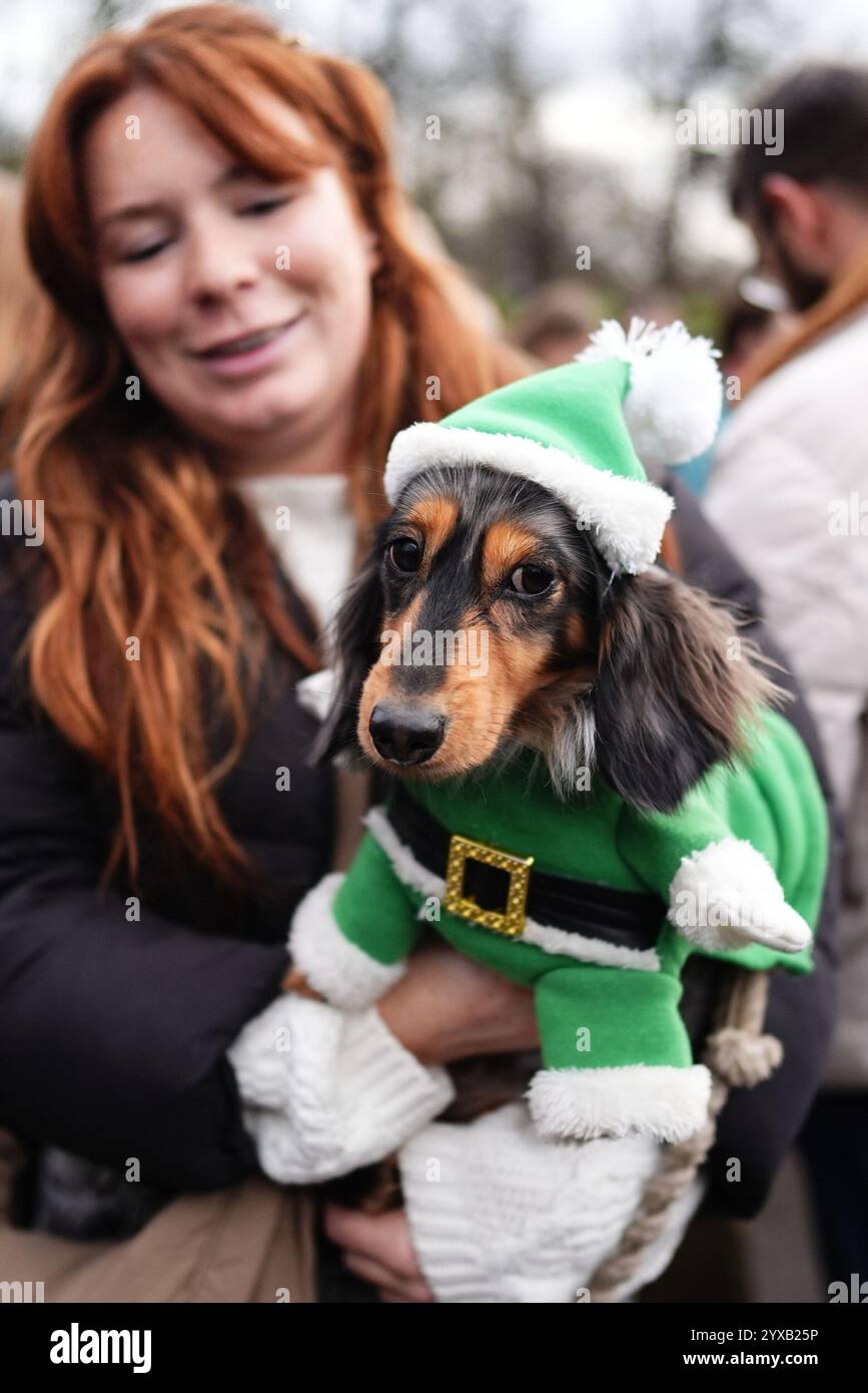 Dachshunds at the annual Hyde Park Sausage Walk in London, as dachshunds and their owners meet ...