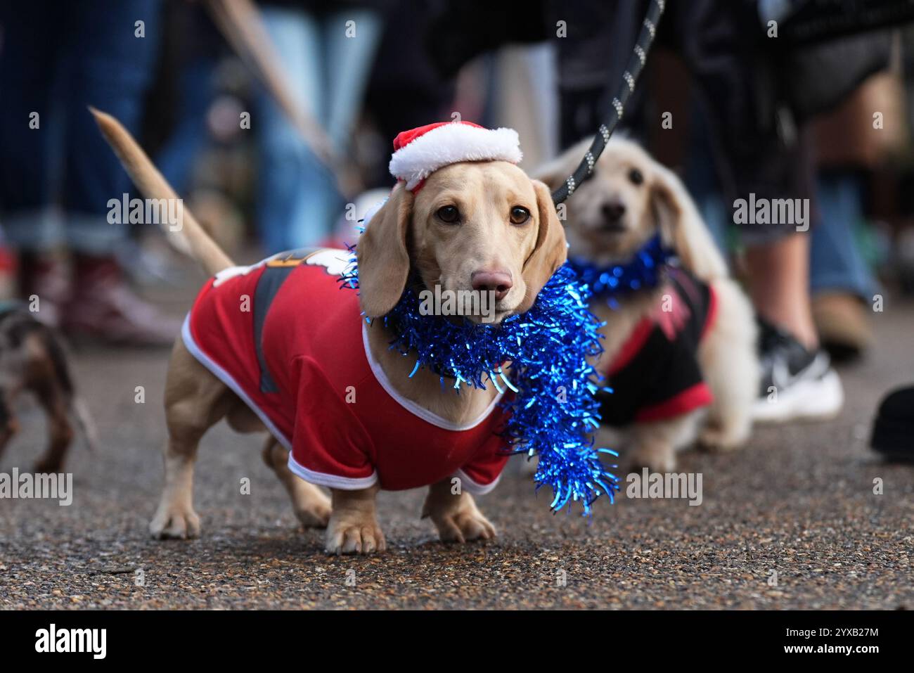 Dachshunds at the annual Hyde Park Sausage Walk in London, as dachshunds and their owners meet ...