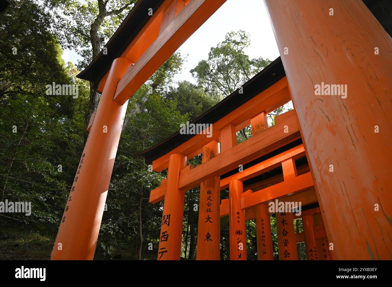 Scenic view of vermilion torii gates on the grounds of the Shinto ...
