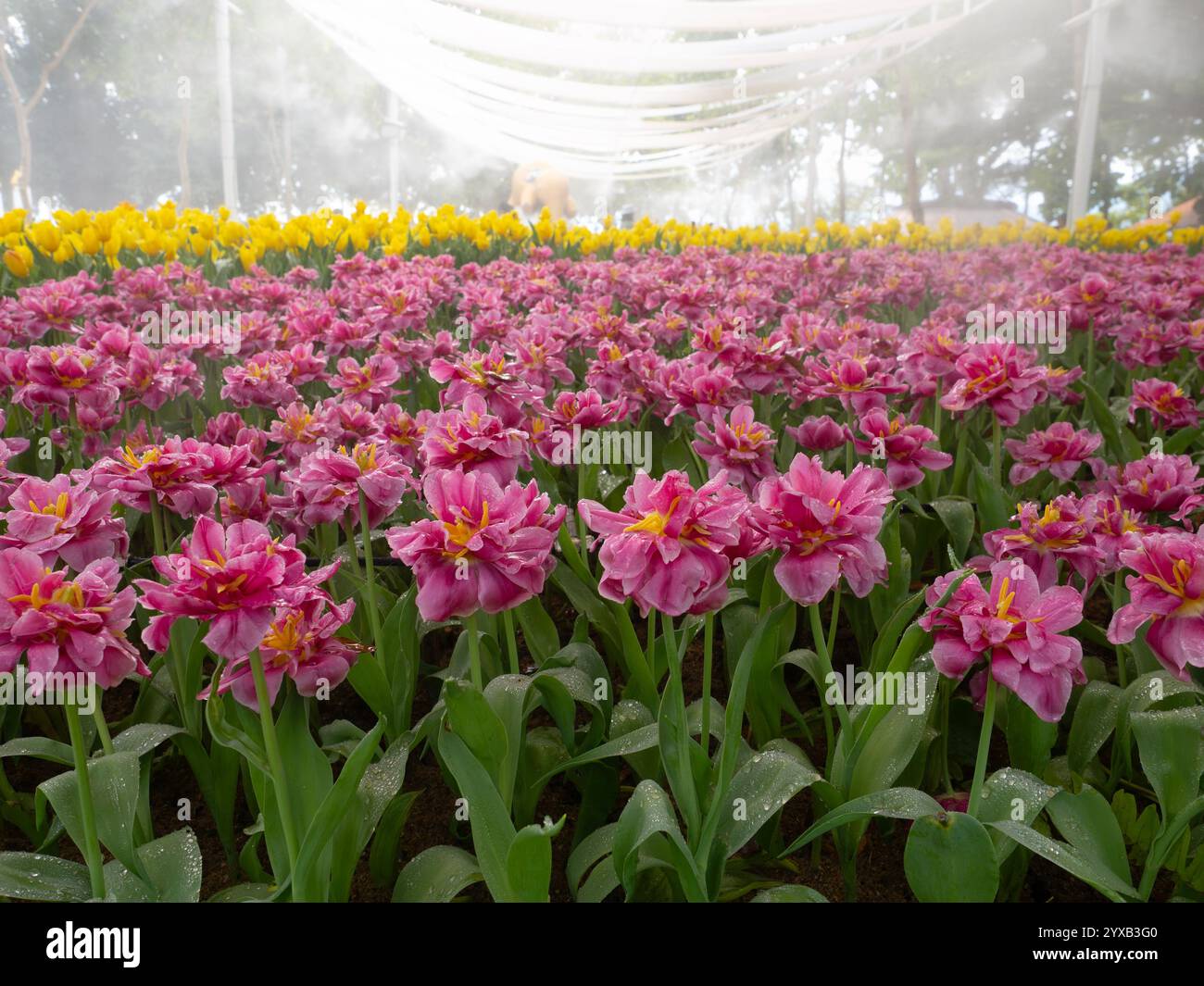 CHIANG MAI, THAILAND - December 15, 2024 : View of Tulip flower garden ...