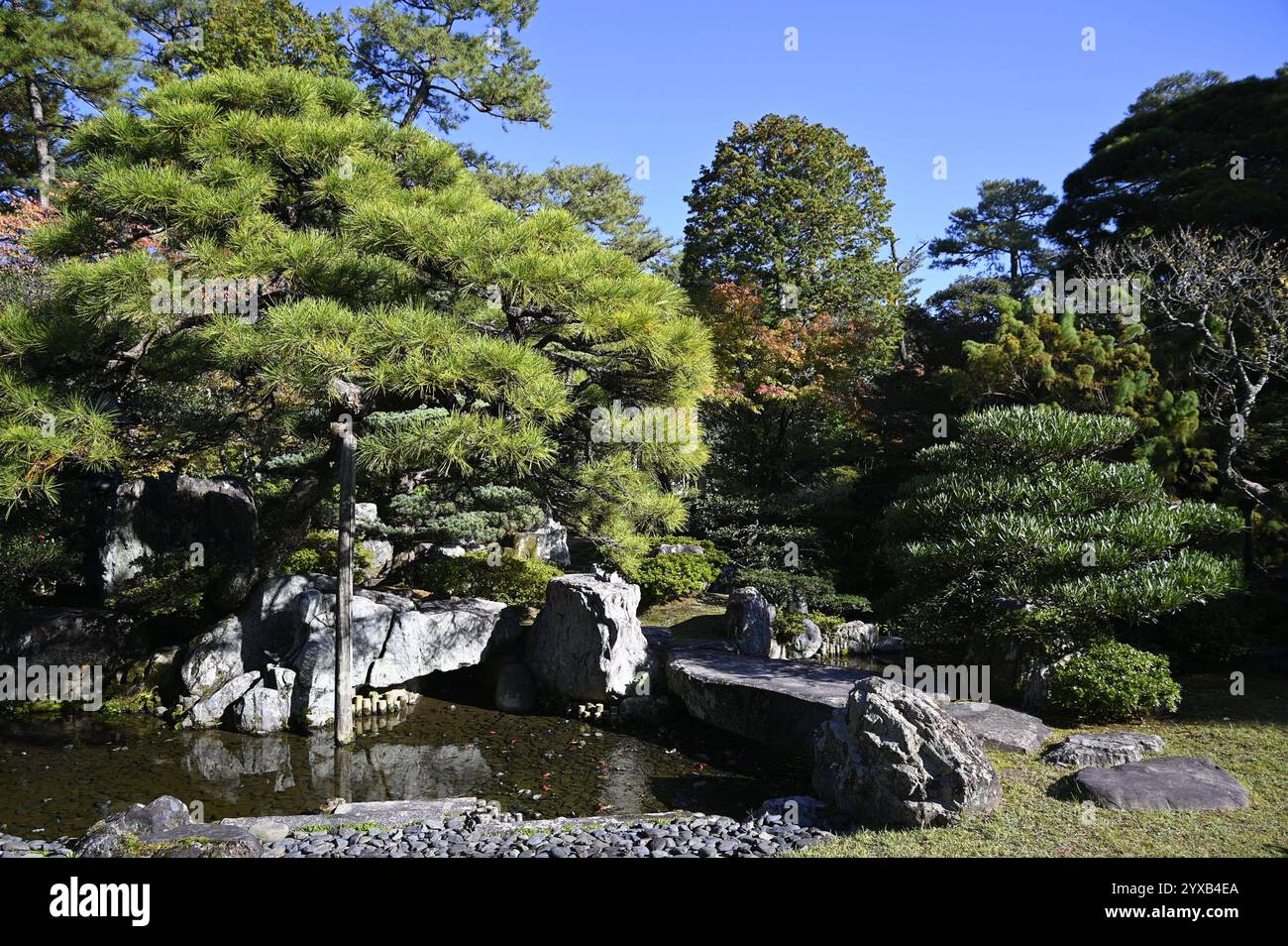 Japanese Yukitsuri technique supporting the pine branches with a bamboo ...