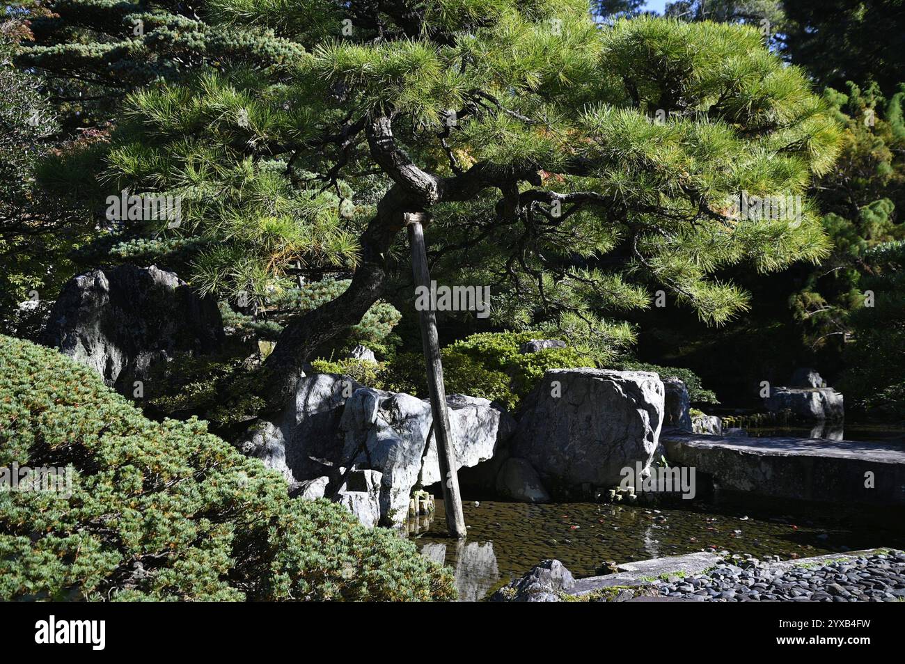 Japanese Yukitsuri technique supporting the pine branches with a bamboo ...