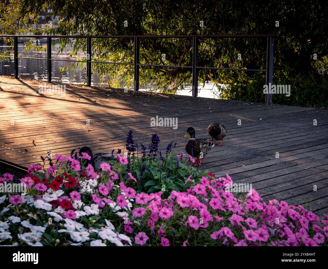 Instinkte gefahrdung hi-res stock photography and images - Alamy