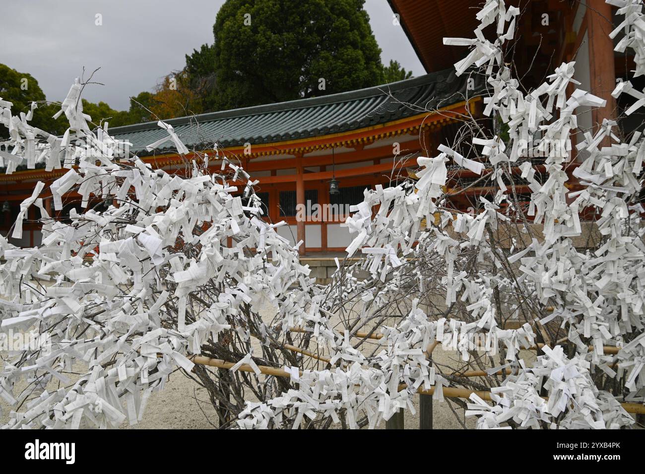 Traditional Japanese Omikuji wish tree in front of Daigokuden Main Hall ...