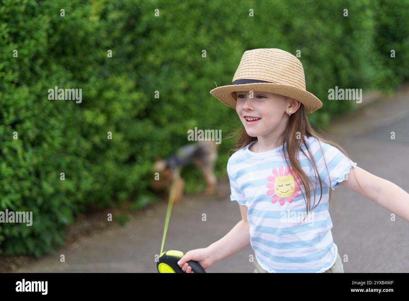 Little girl in a straw hat walking a small dog in the summer on a leash ...