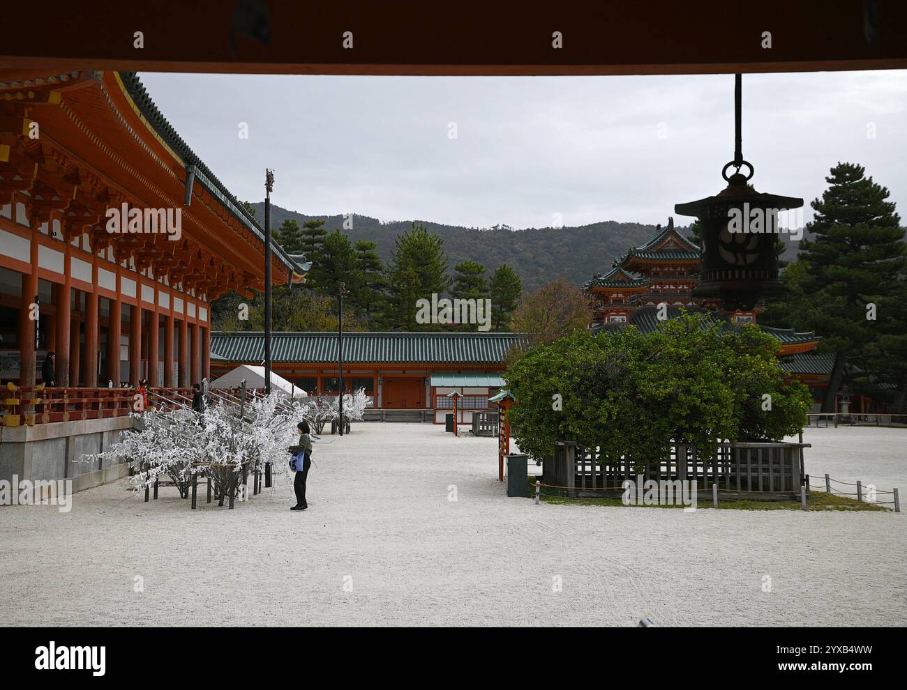 Traditional Japanese Omikuji wish tree in front of Daigokuden Main Hall ...