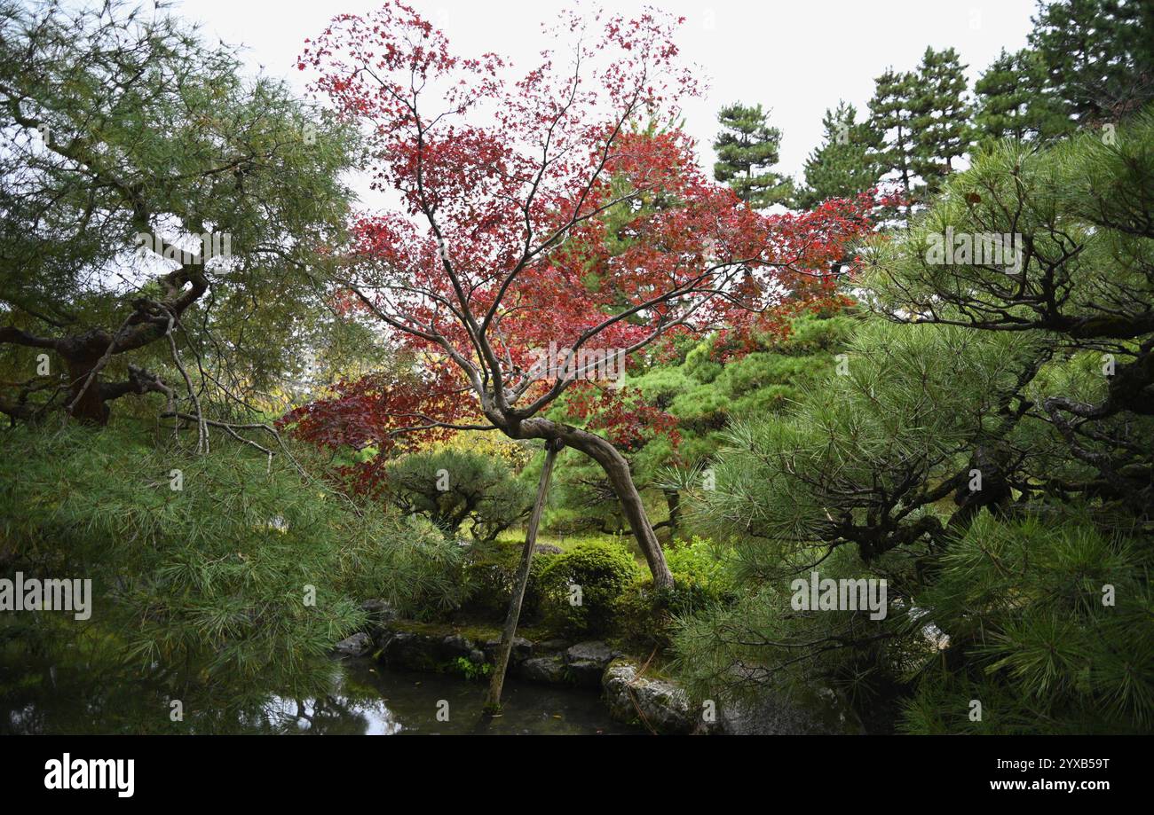 Autumn landscape at Naka Shin-en Garden and Soryu-ike pond on the ...