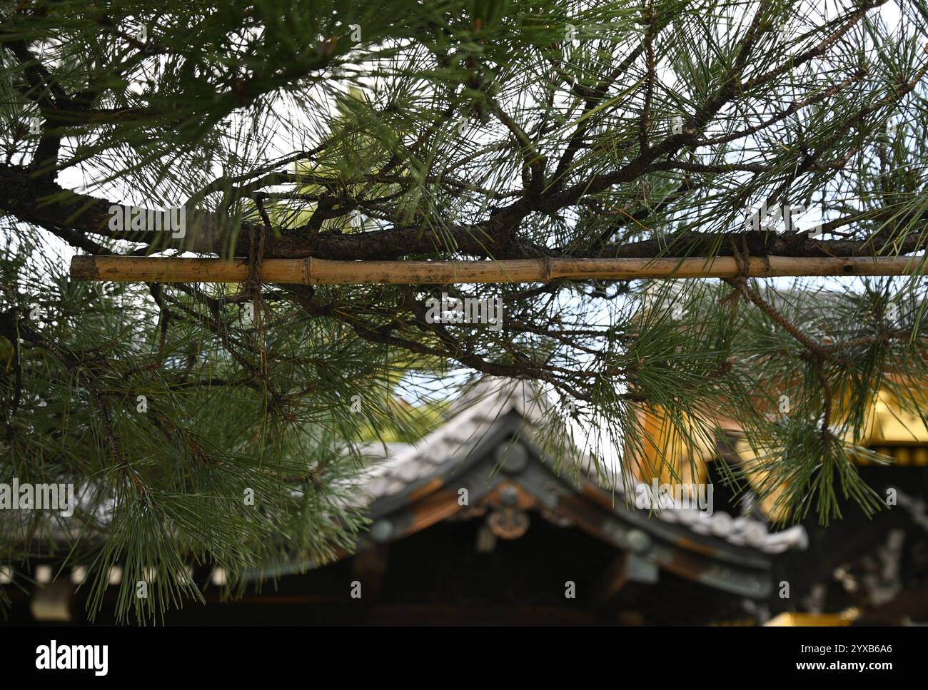 Japanese Yukitsuri technique supporting the pine branches with a bamboo ...