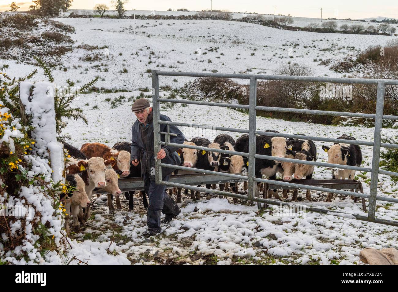 Beef farmer feeds his calves in snow near Drinagh, West Cork, Ireland ...