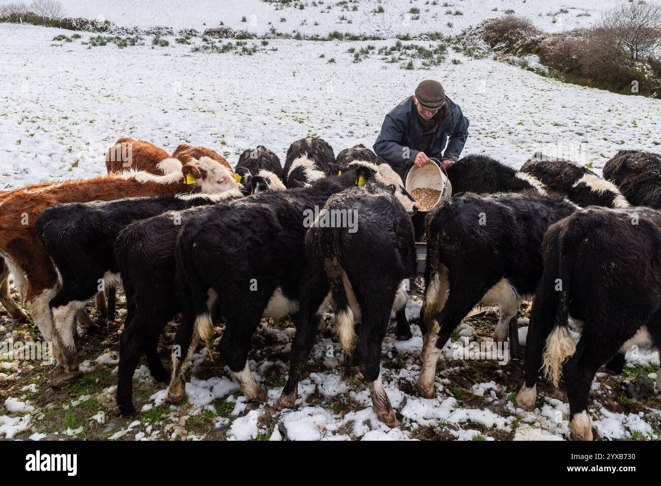 Beef farmer feeds his calves in snow near Drinagh, West Cork, Ireland ...