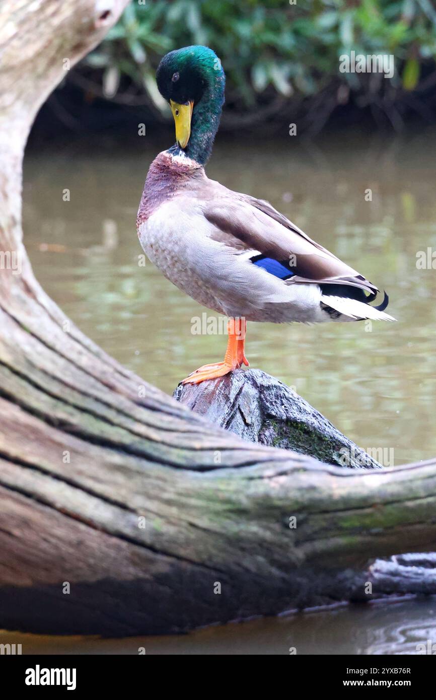 Mallard duck standing on a log at Stover Park, Devon, UK Stock Photo ...