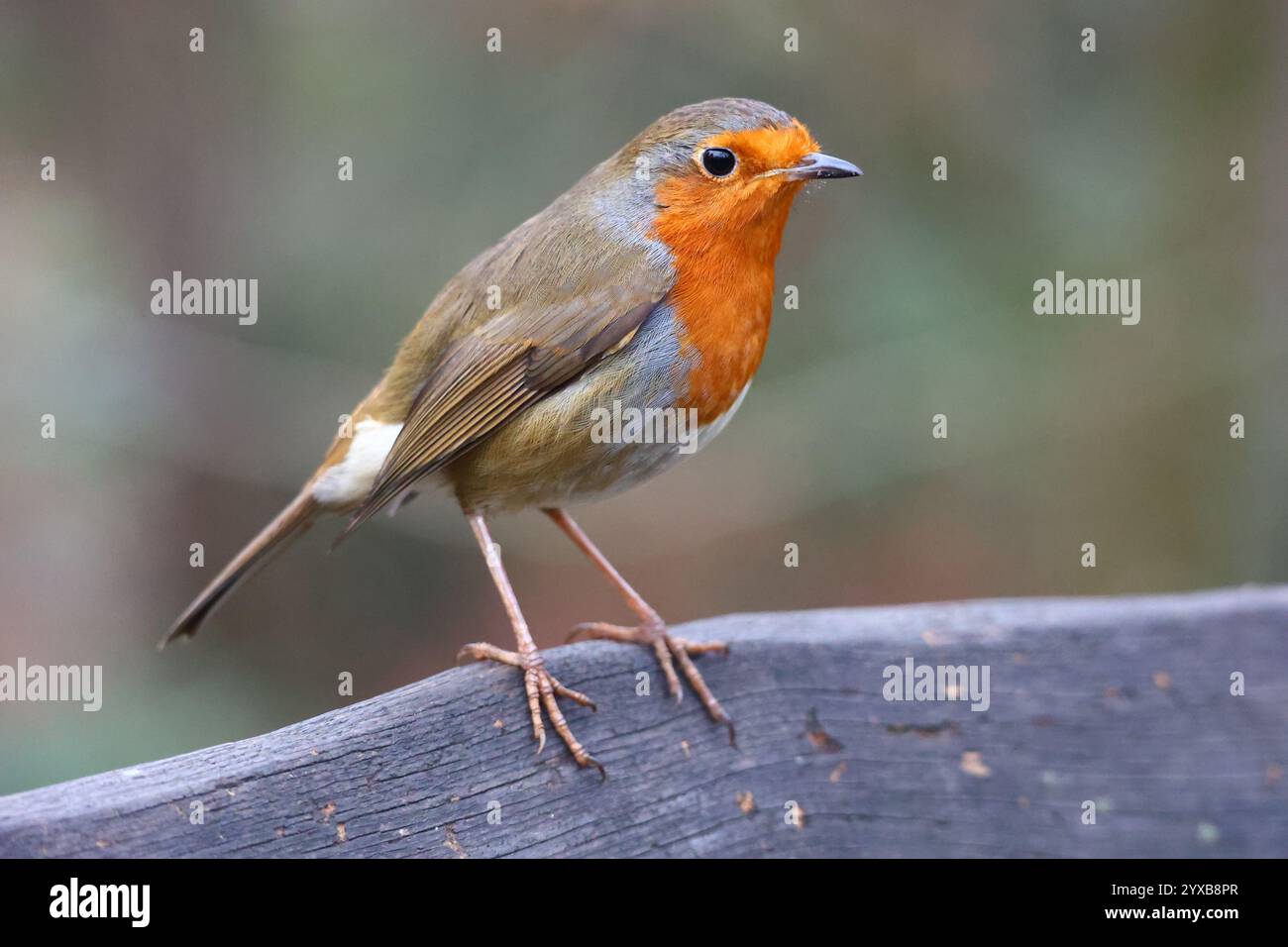 Robin redbreast at Stover Park, Devon, UK Stock Photo - Alamy