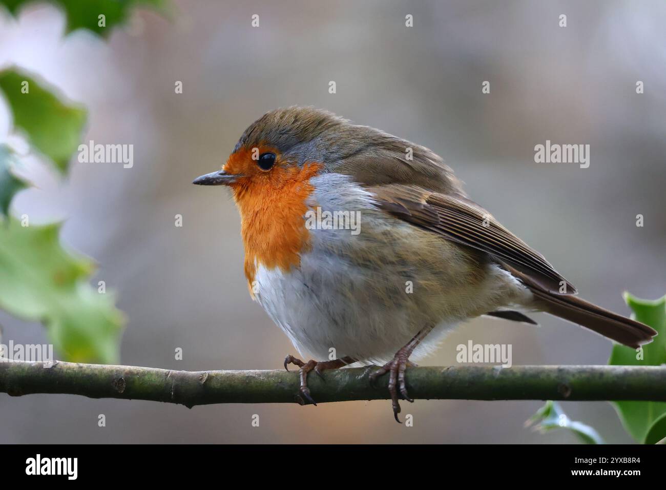 Robin redbreast at Stover Park, Devon, UK Stock Photo - Alamy