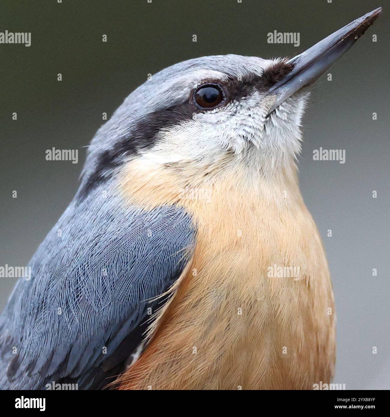 Nuthatch at Stover Park, Devon, UK Stock Photo - Alamy